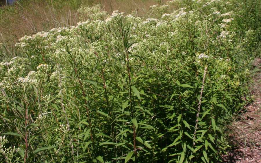 Flat-topped Aster | MSD